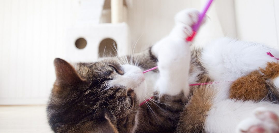 Als uw kat krabt en bijt – Wat u kunt doen tegen agressiviteit bij ...