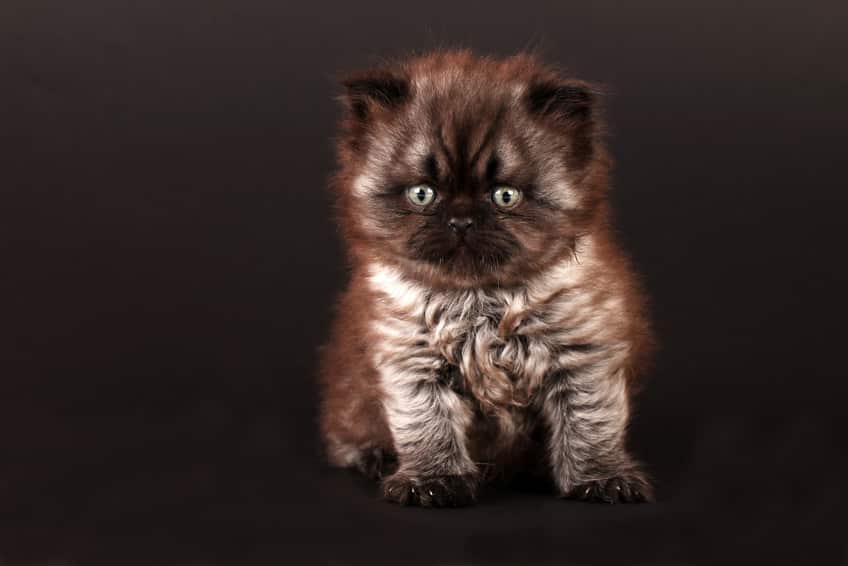 Perzische Kat – Rasbeschrijving - De Buitenkat