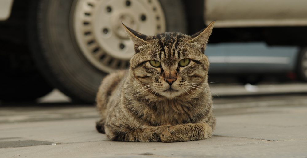 Voor het eerst buiten – Zo laat je je kat wennen aan de vrijheid - De ...