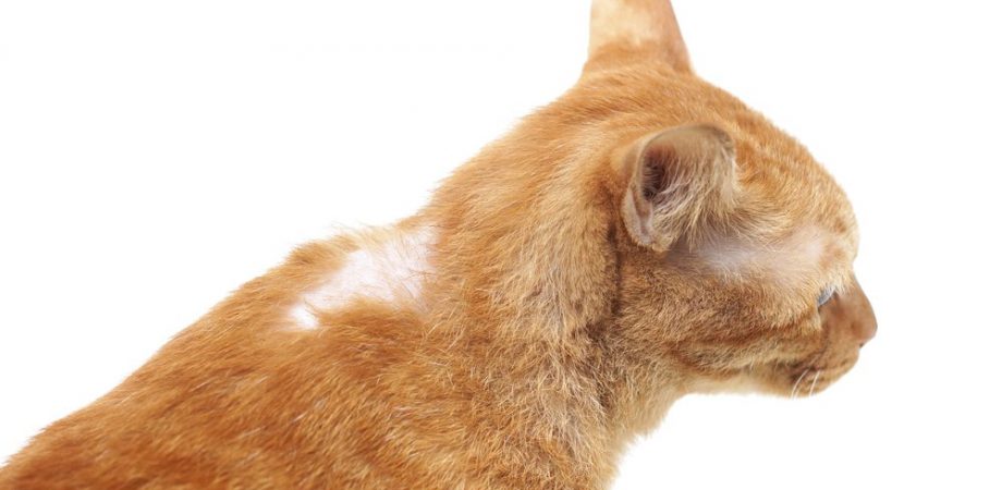 Kale plekken in de vacht van de kat – oorzaken van haaruitval bij ...