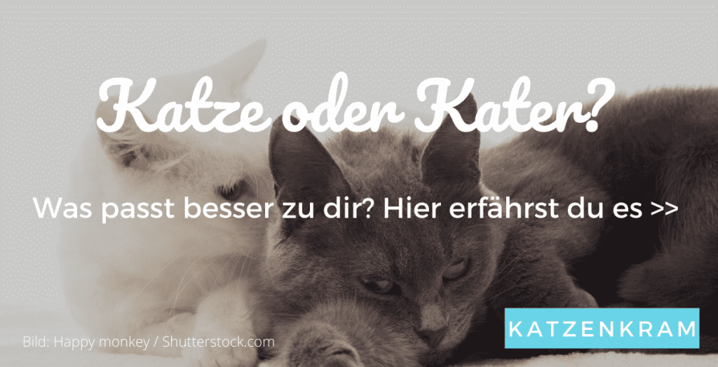 Kat of kater – Wat past beter bij jou? - De Buitenkat