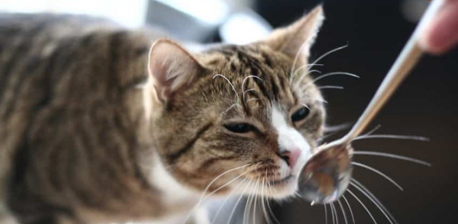 Met 4 recepten: Licht voer voor katten – gewoon zelfgemaakt - De Buitenkat