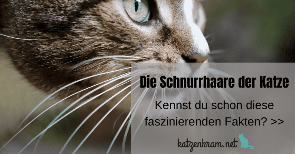 De snorharen van de kat: het fascinerende 6e zintuig - De Buitenkat