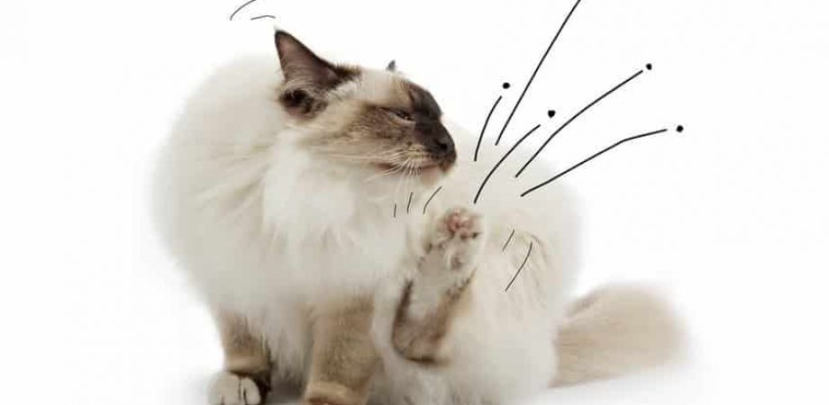 Uw kat heeft vlooien? – Hoe kattenvlooien te bestrijden en ze uit het ...