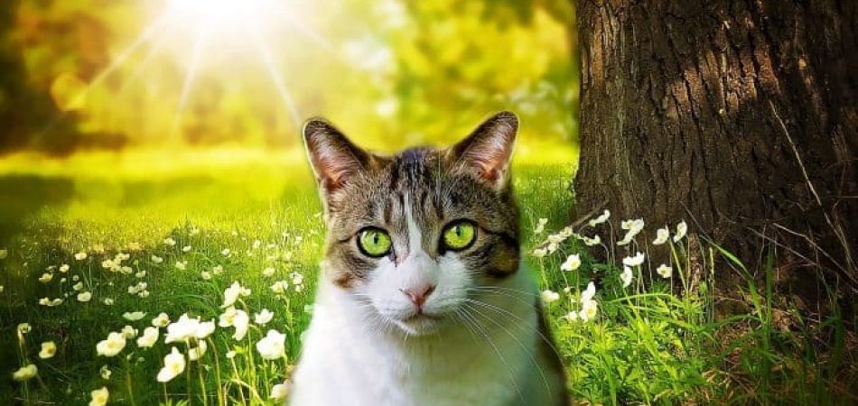 Voor het eerst buiten – Zo laat je je kat wennen aan de vrijheid - De ...