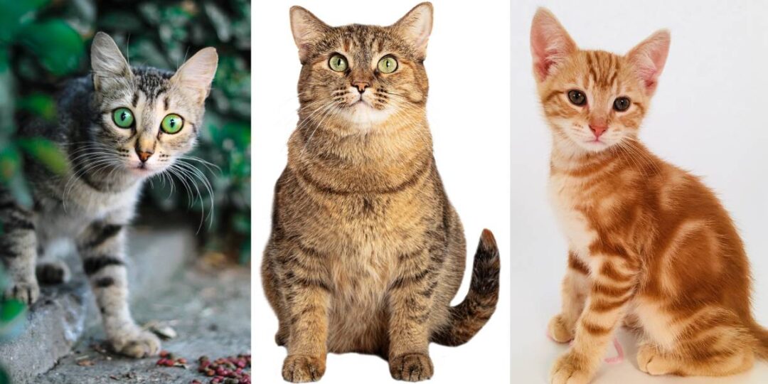 Het identificeren van de 5 types van tabby kat markeringen. - De Buitenkat