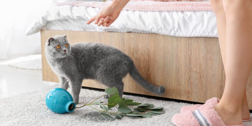 Hoe je jouw kat "nee" kunt leren. - De Buitenkat