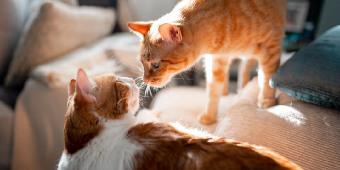 Hoe katten elkaar laten houden in 10 eenvoudige stappen - De Buitenkat