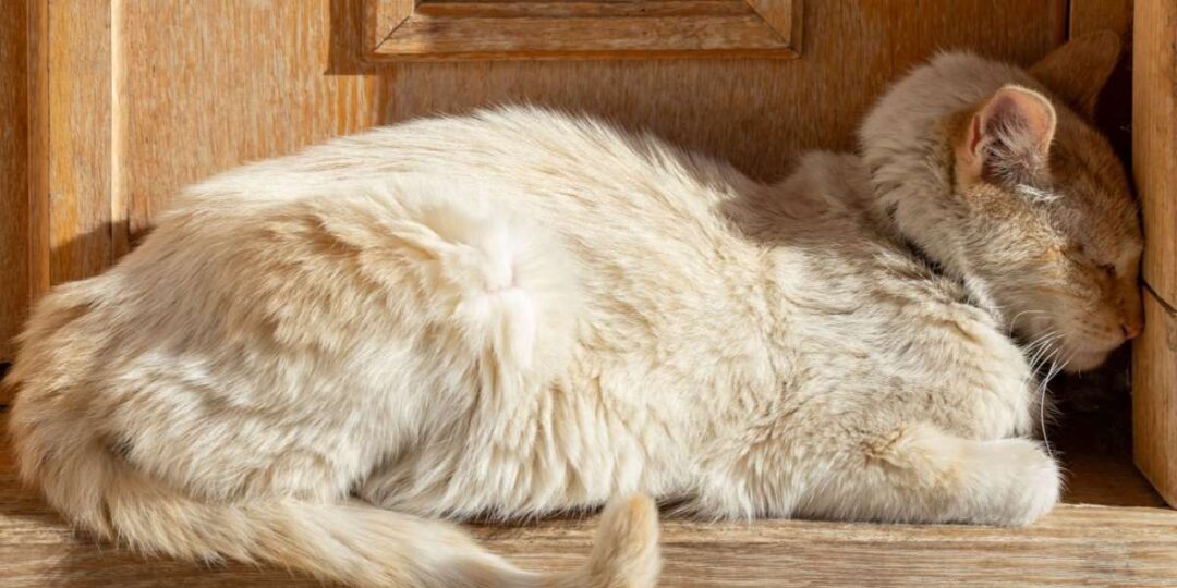 Kat Hoofd Drukken: Symptomen, Oorzaken, Diagnose en Behandeling - De ...