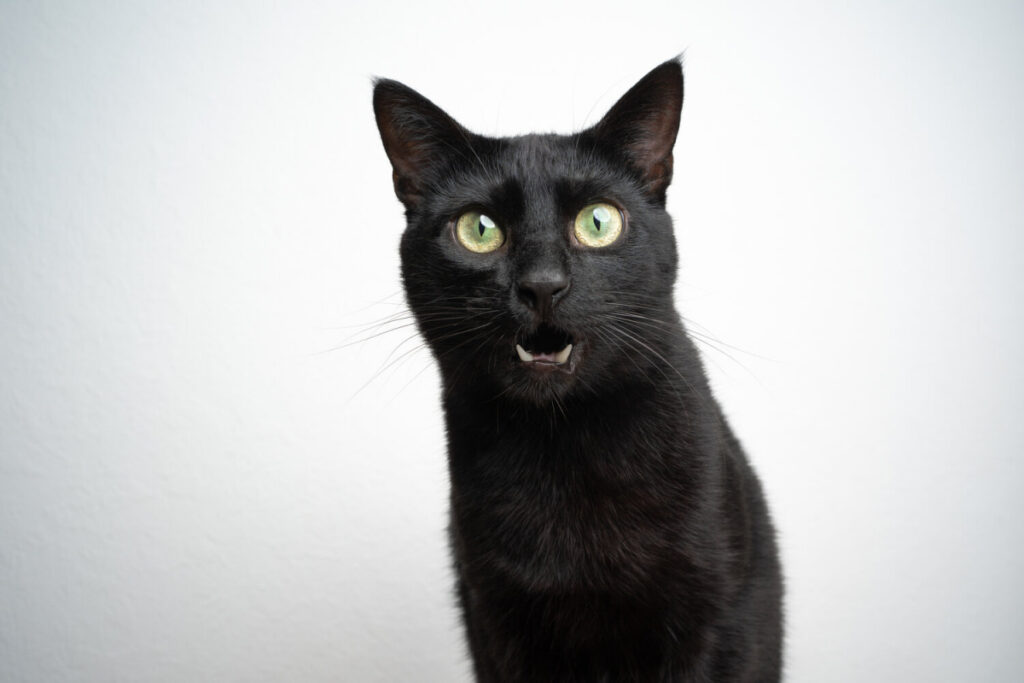 Overmatig miauwen bij katten uitgelegd (oorzaken en oplossingen) - De ...